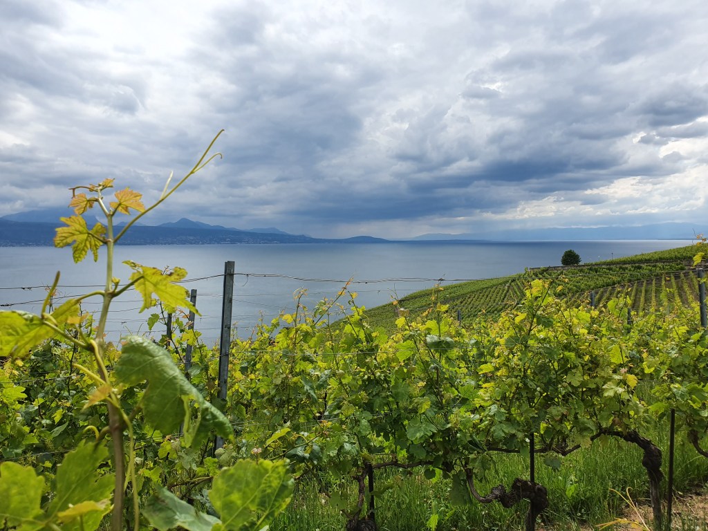 VITIplus – Par amour de la nature