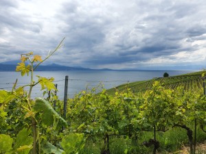 VITIplus – Par amour de la nature