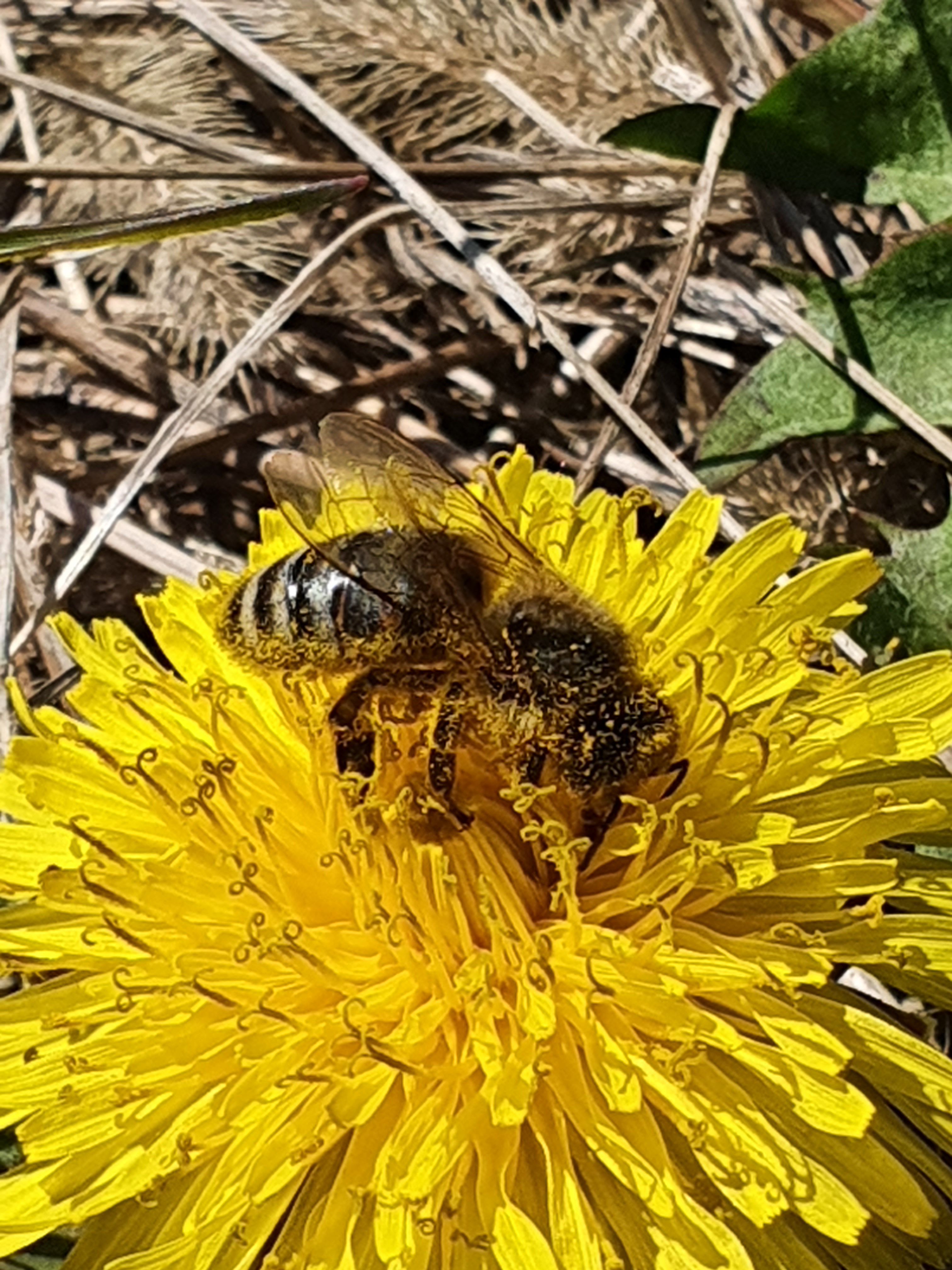 Biodiversité – VITIplus