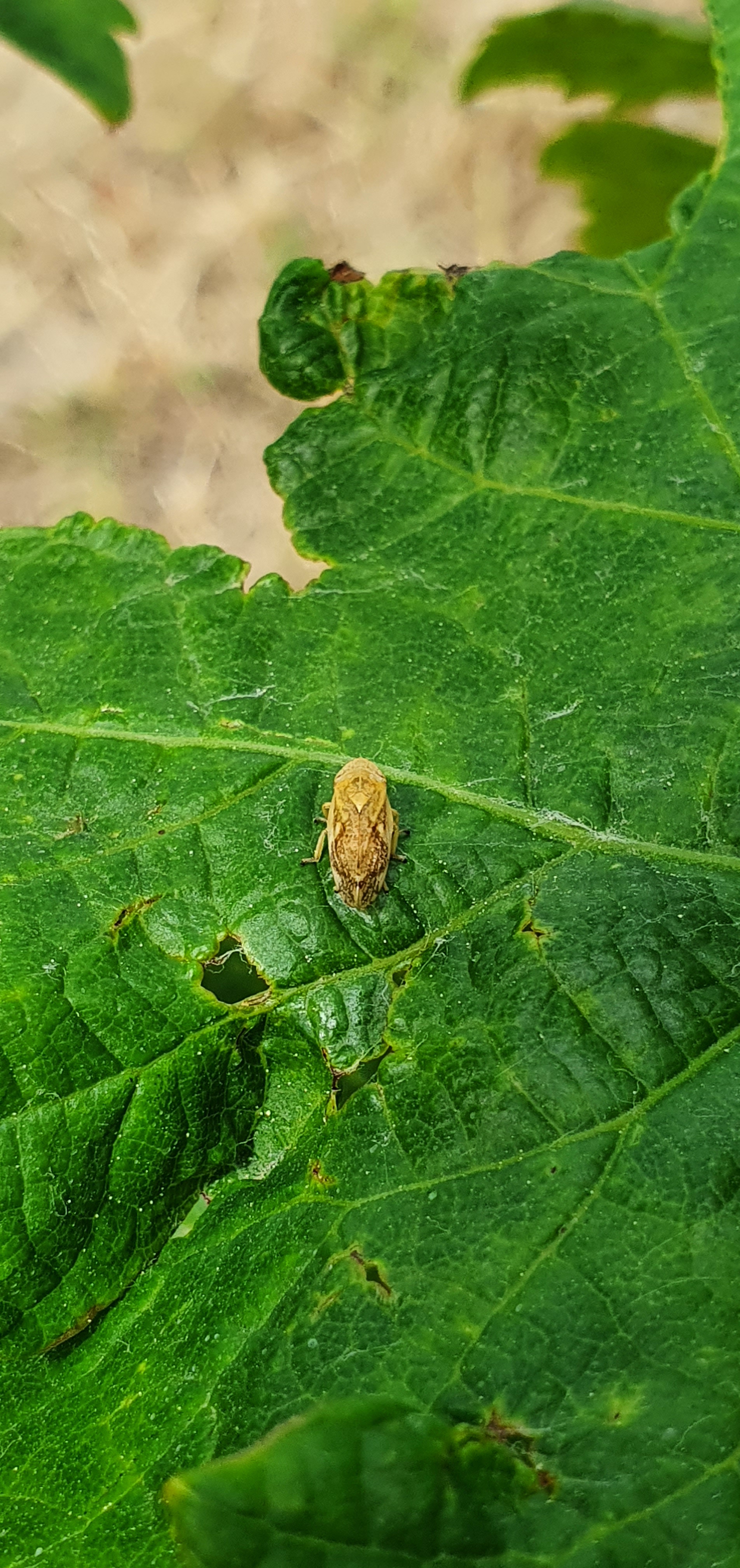 Biodiversité – VITIplus