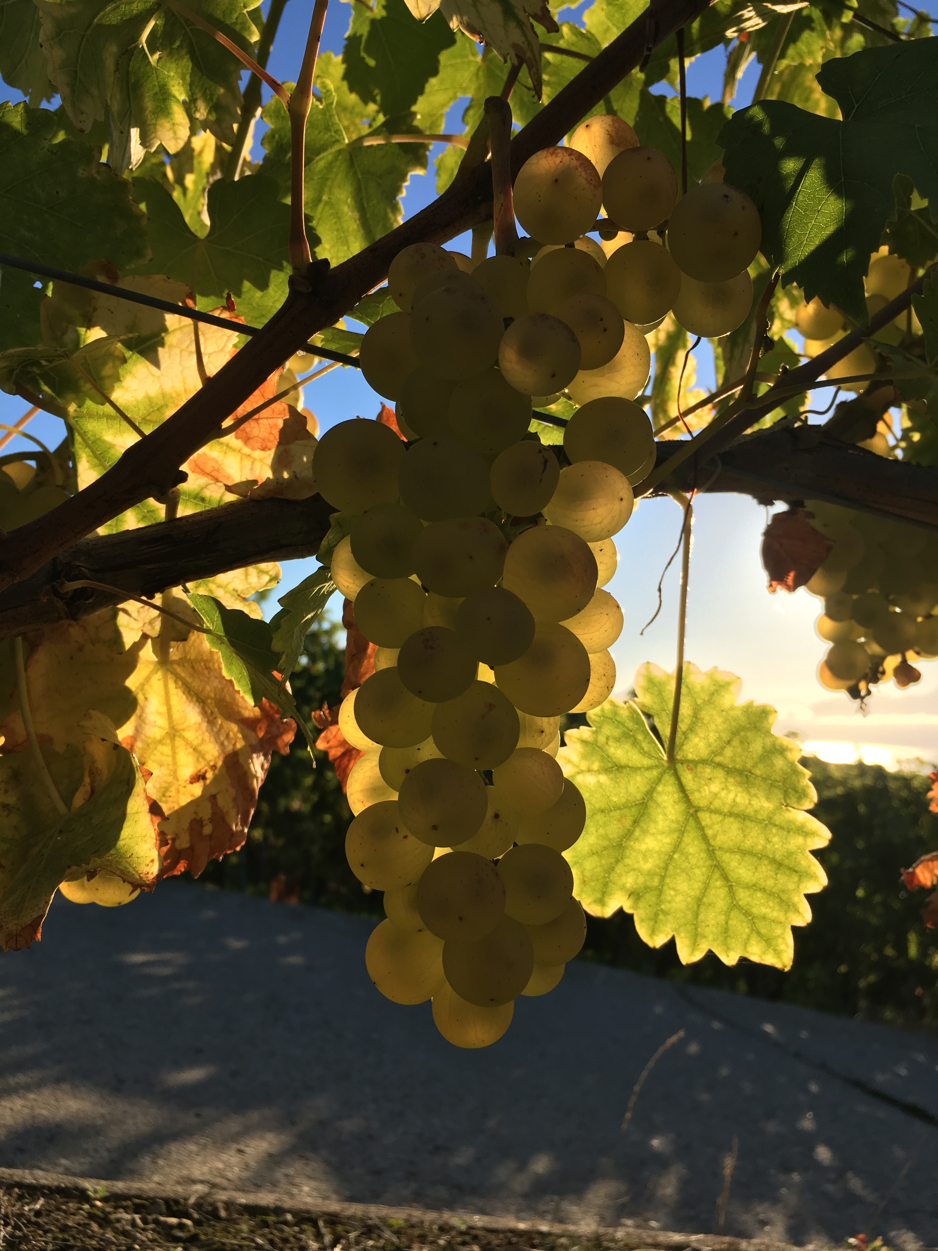 InnoVino – Journées d’étude vitivinicoles – VITIplus