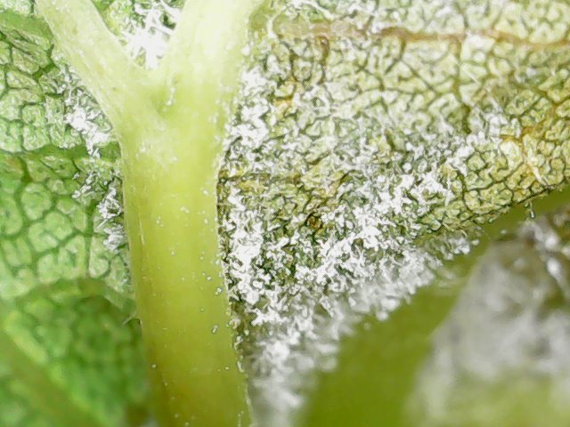 Fiches thématiques – VITIplus